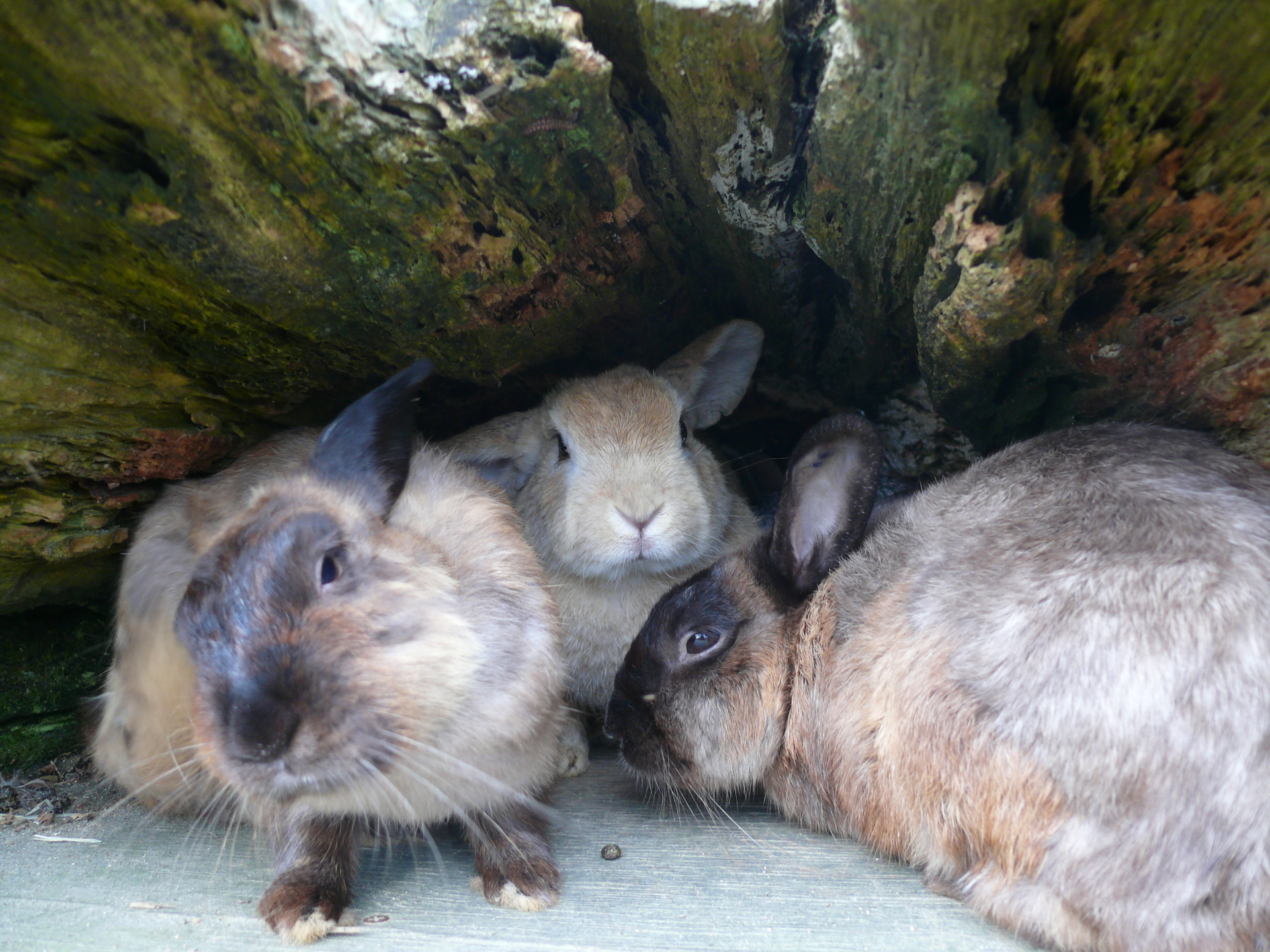 ビターとパルム: ドイツの森の仲間たち